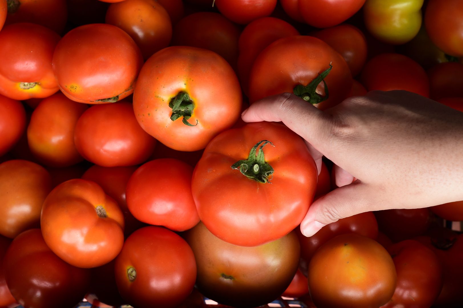 How to keep tomatoes fresh: Avoid common storage mistakes How to keep tomatoes fresh: Avoid common storage mistakes