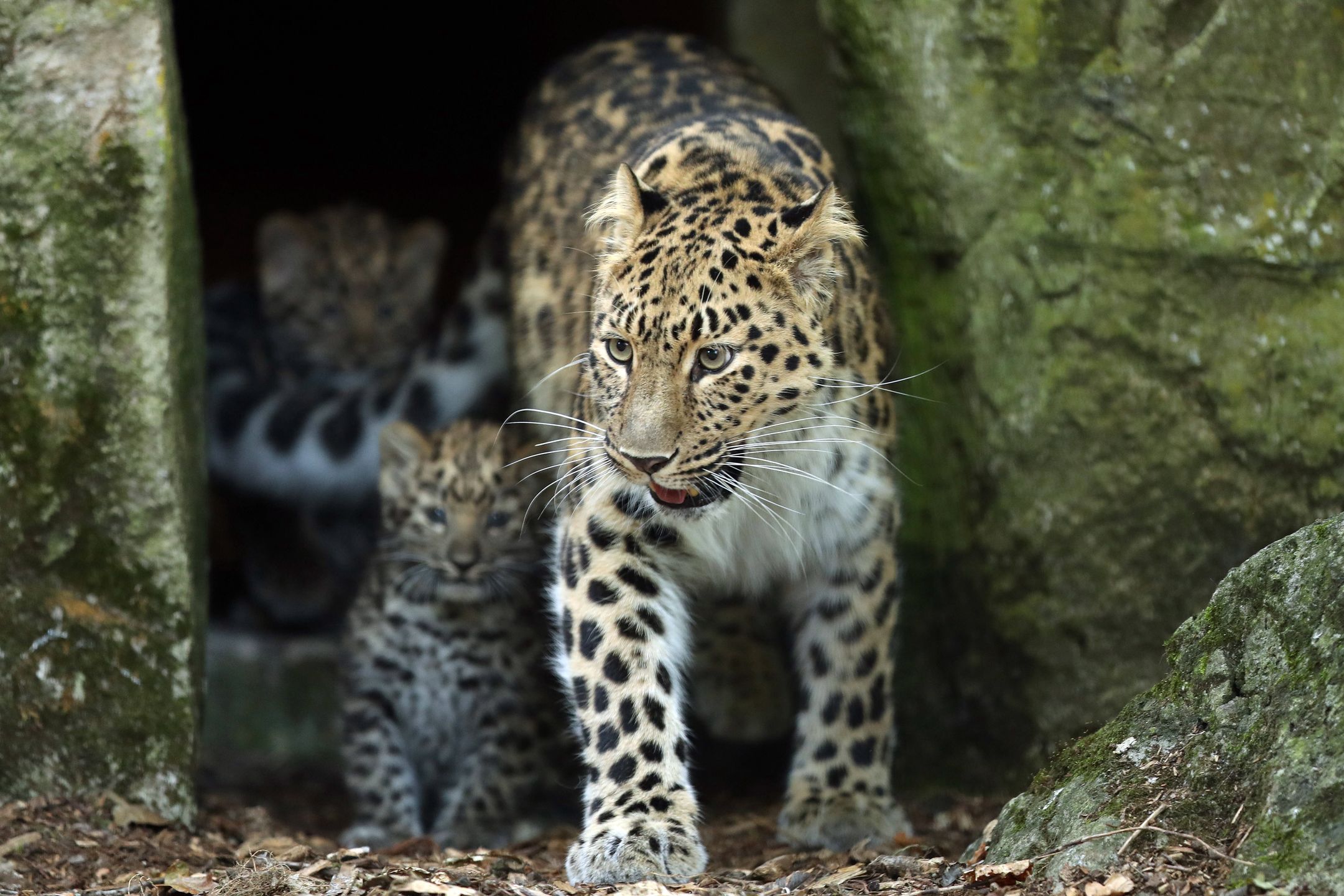 Leopard escape at Odessa Zoo leaves worker hospitalized