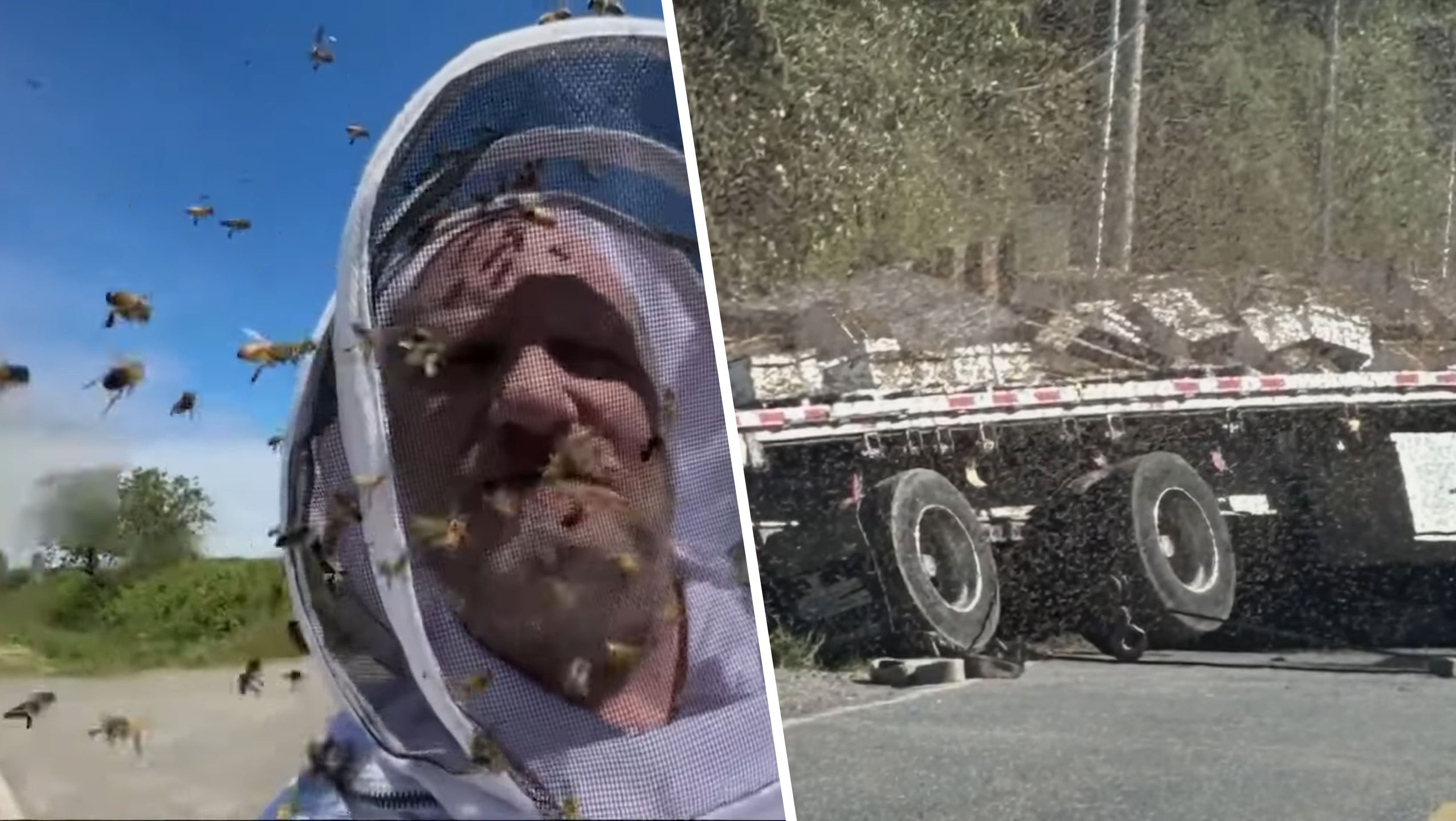 250 million bees escape after truck crash, residents warned