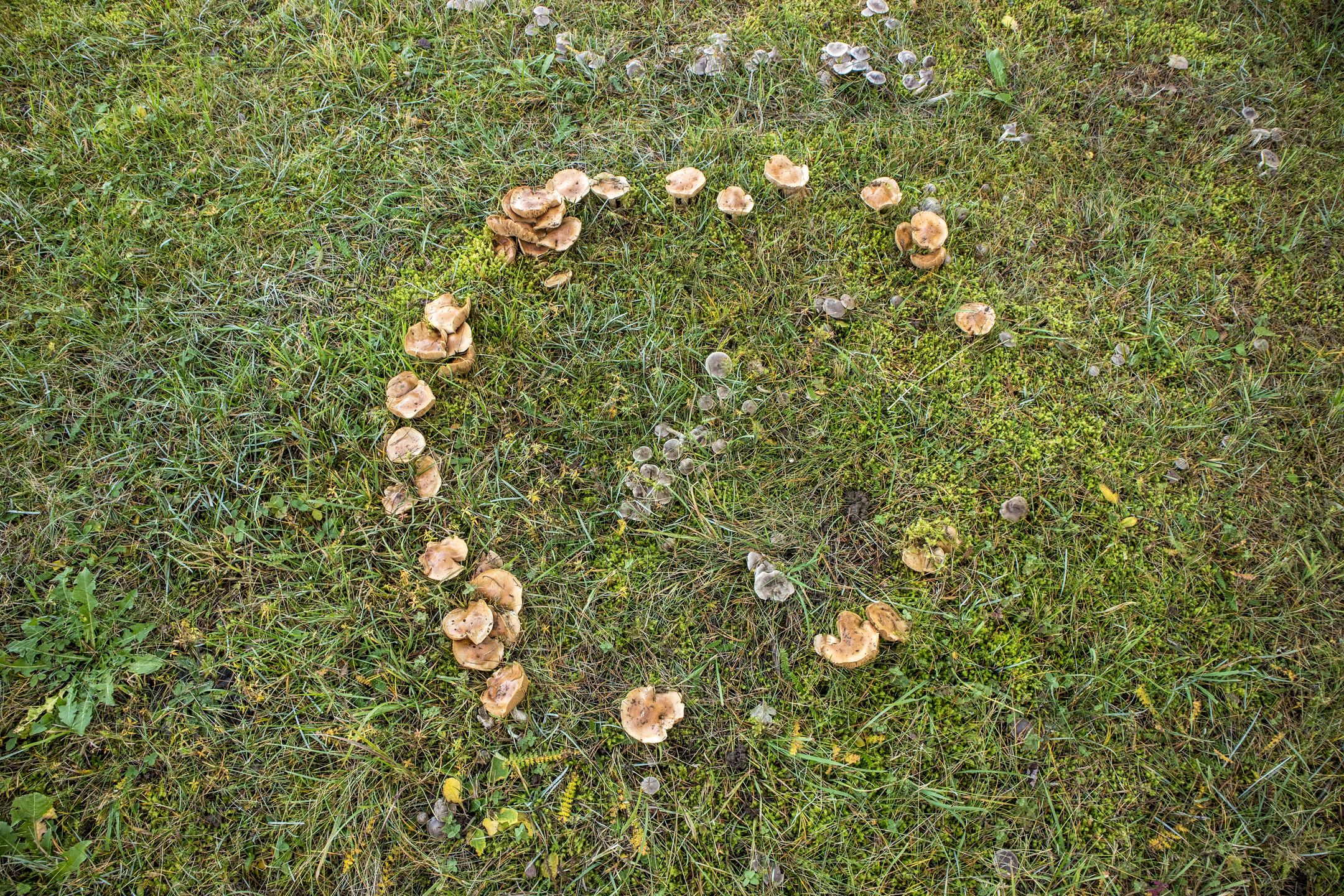 Fairy rings: Understanding and tackling lawn invaders