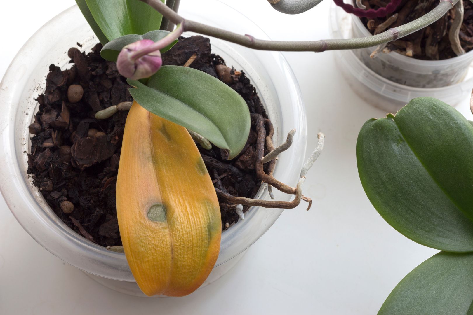 Troubleshooting your orchid: The mystery of yellowing leaves Troubleshooting your orchid: The mystery of yellowing leaves