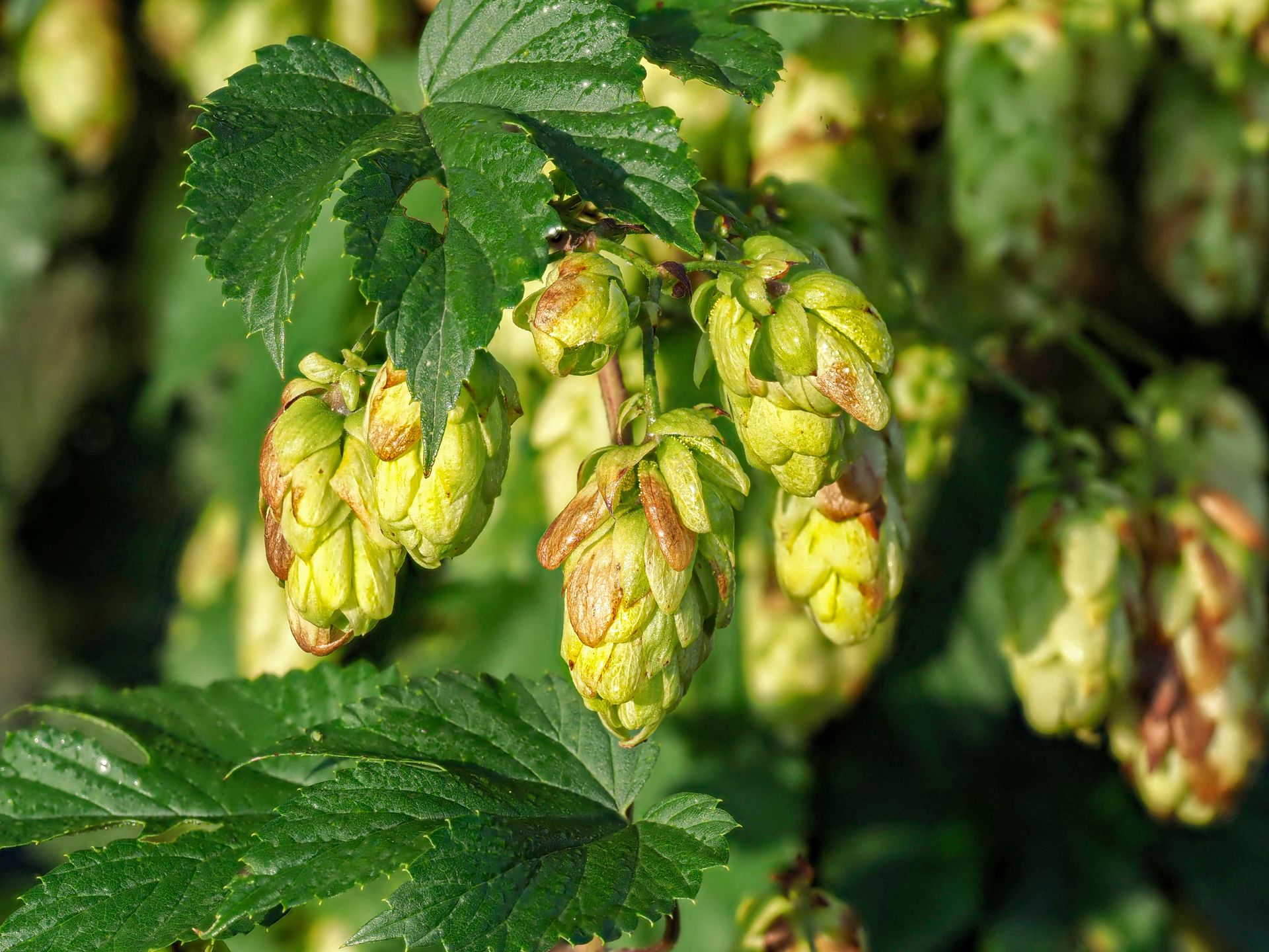 Hop cone tincture: A natural remedy for stress and insomnia