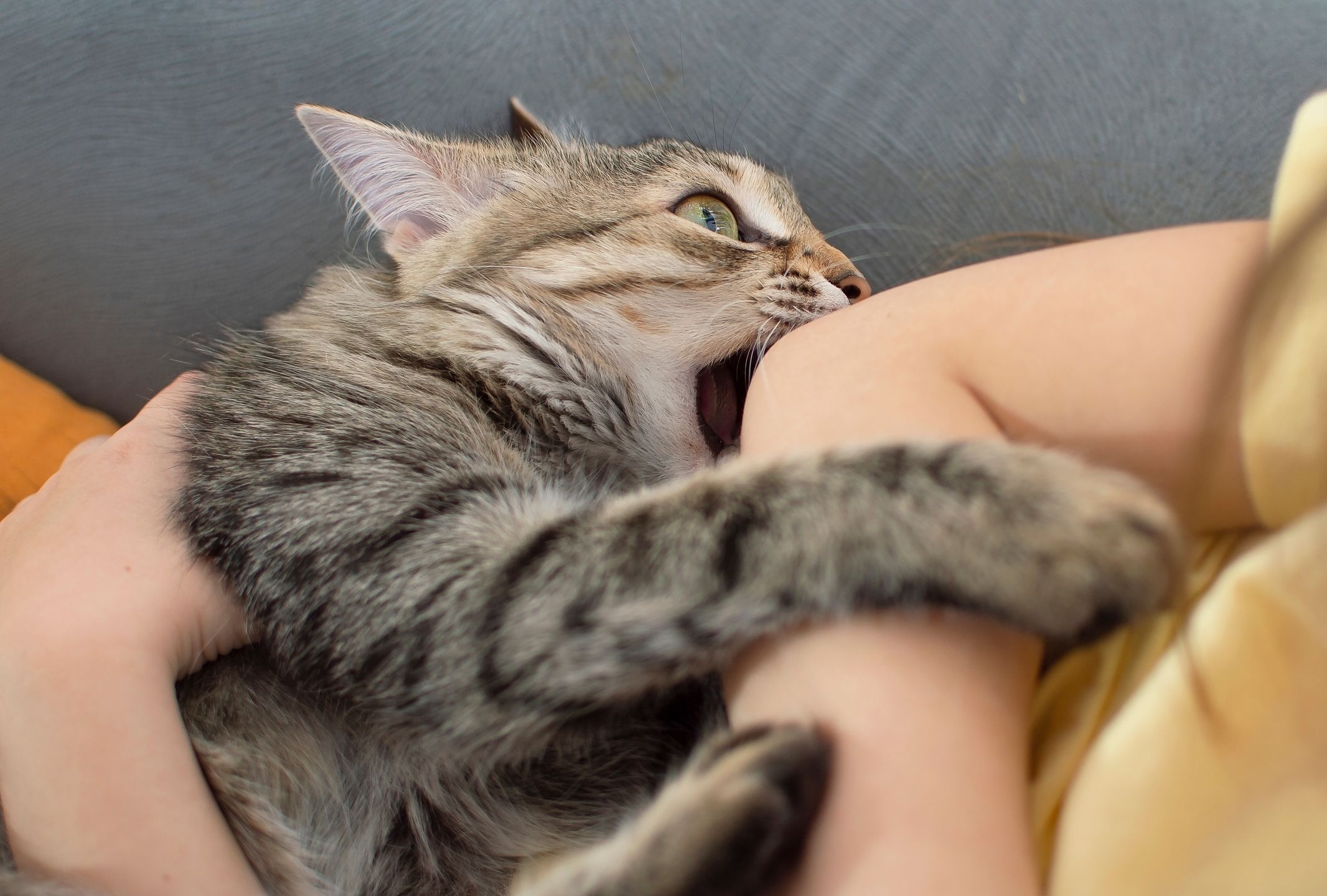 Understanding cat bites: Decoding your feline's signals
