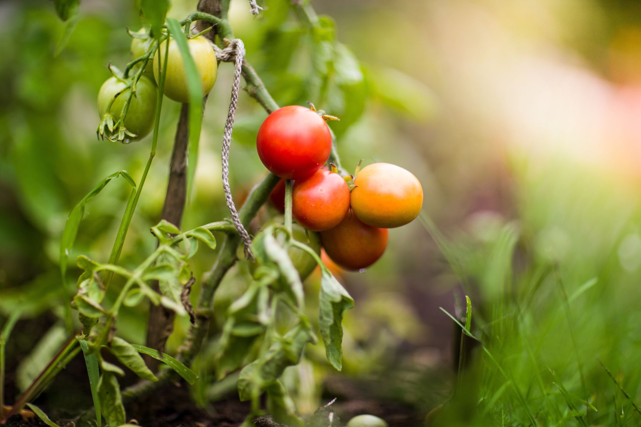 Reviving grandmother's eco-friendly tomato farming: The penny-wise ...
