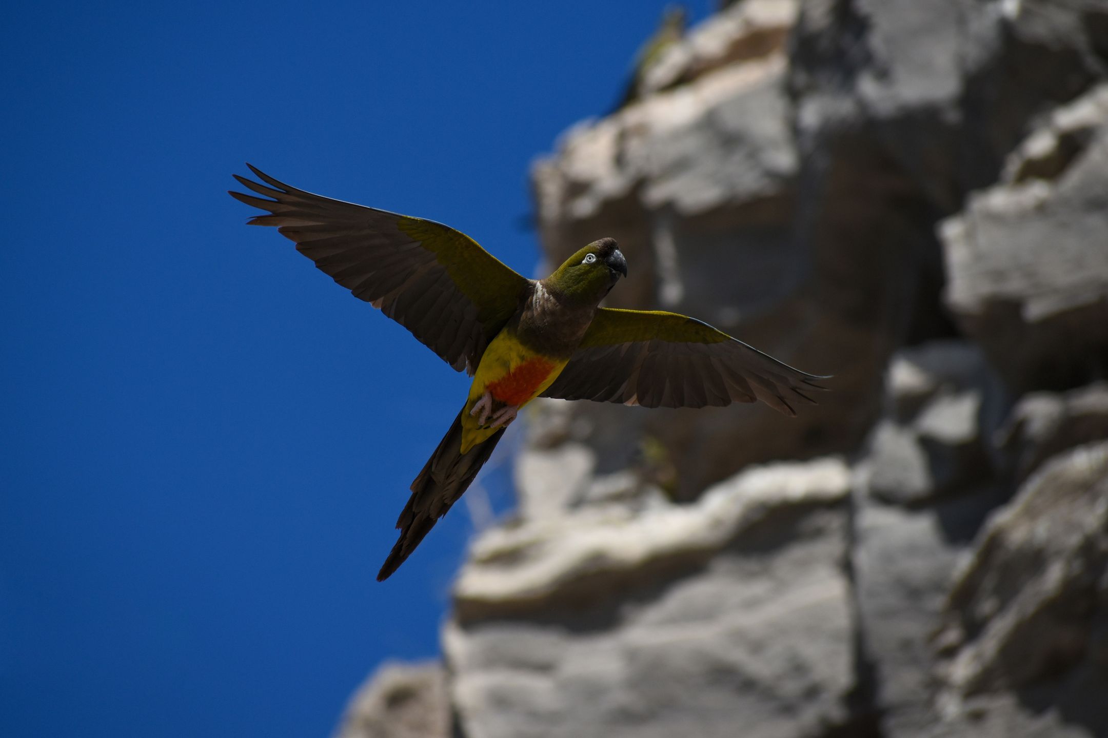 Parrot invasion drives Argentinian town to the brink