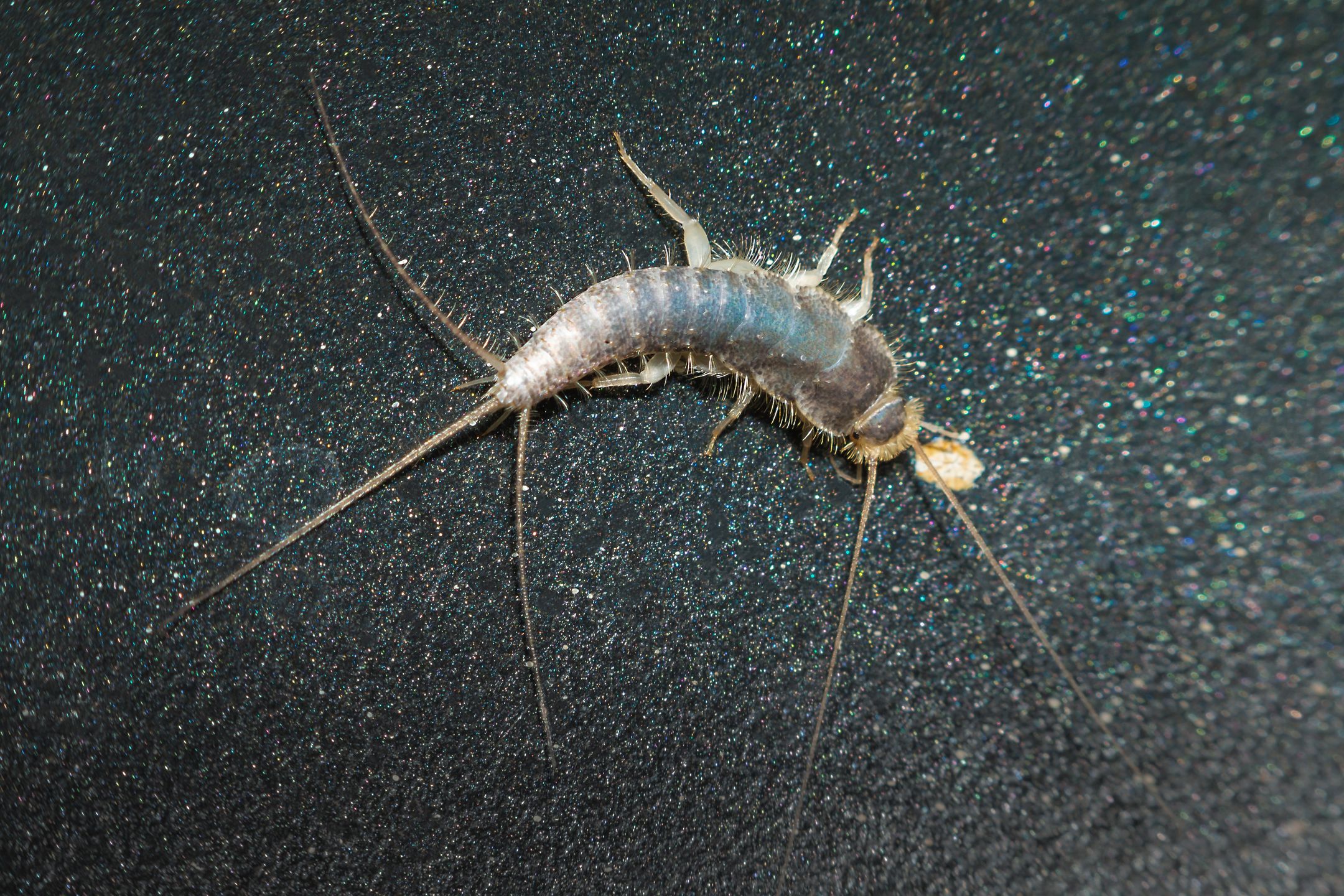 Avoid silverfish infestation at home with these simple deterrents and ...