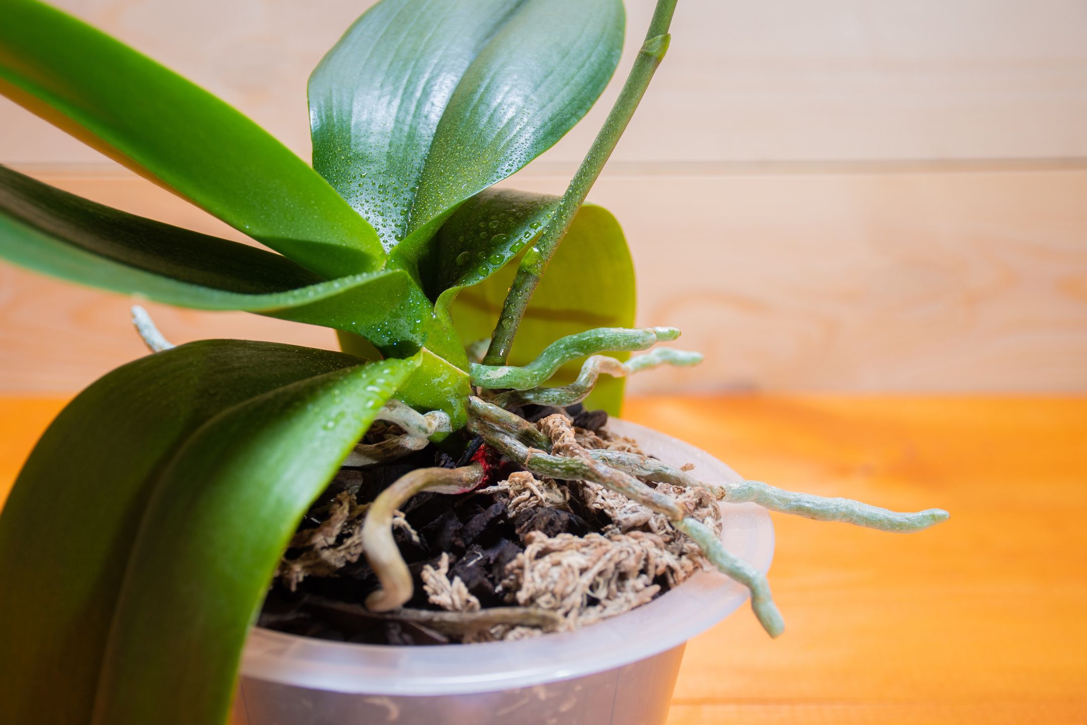 Nurturing orchids: Home-made nutrients for year-round blooms