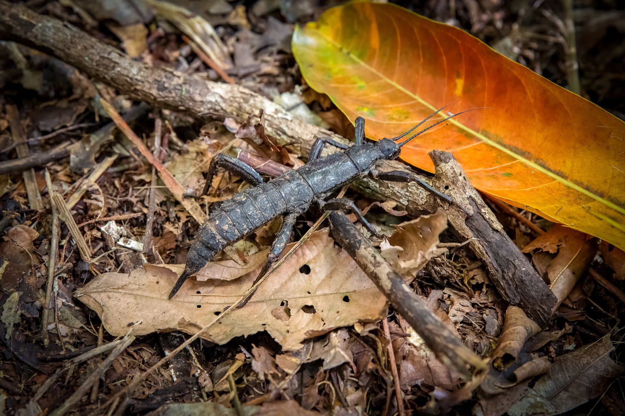 Rats to riches: World's rarest insect stages a comeback