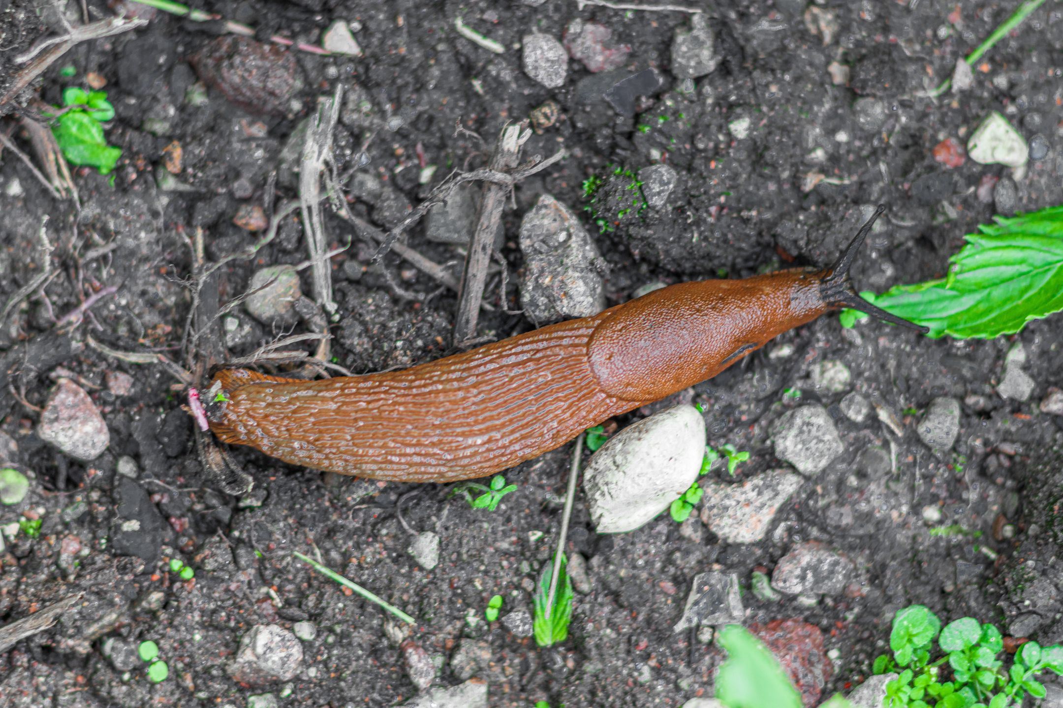 Lusitanian slug invasion: Effective garden control strategies
