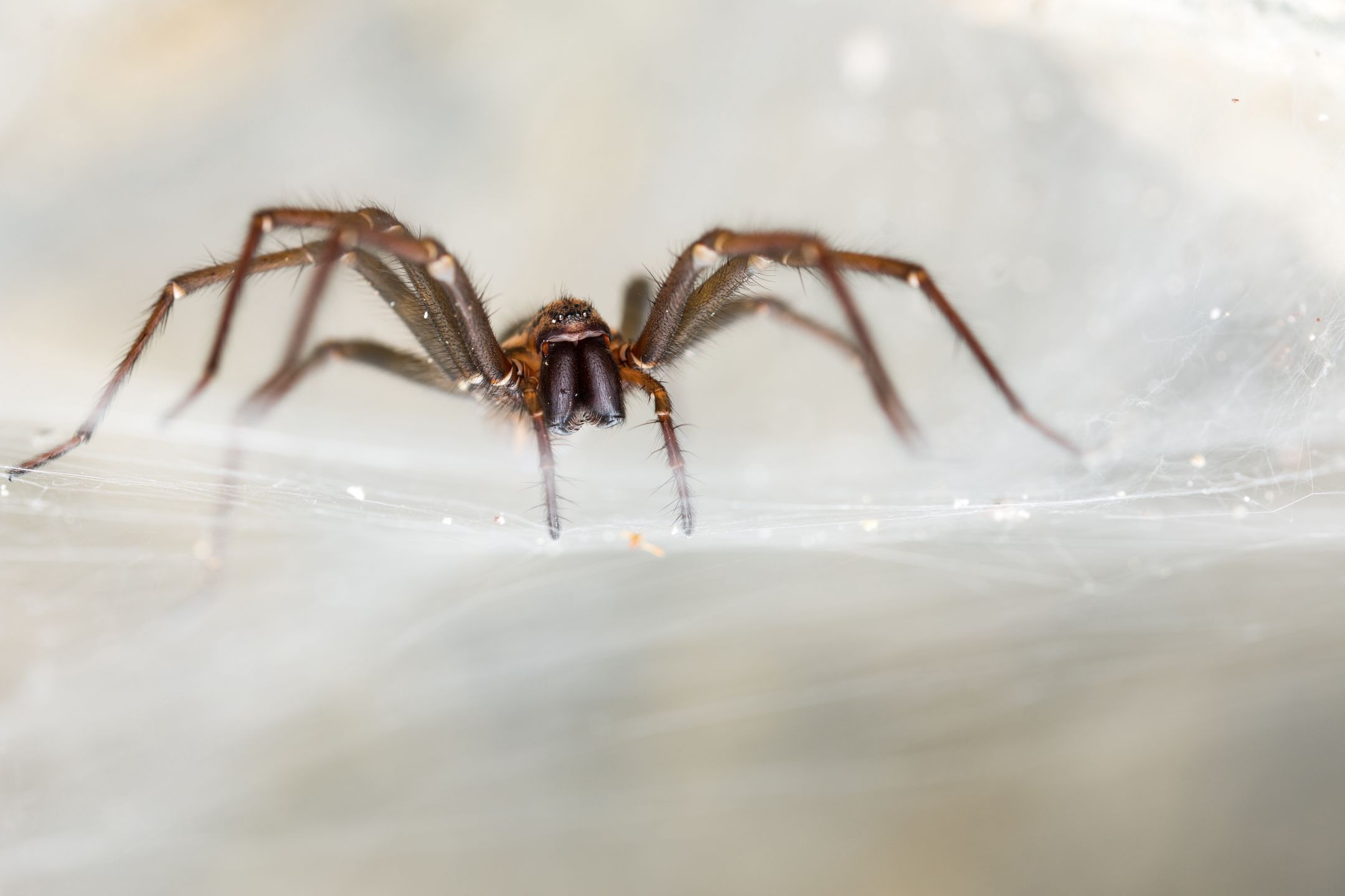Eco-friendly solutions to keep spiders out this fall