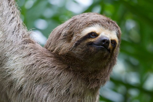 Nietypowa przyczyna śmierci. Leniwce zginęły tarzając się w swoich ...