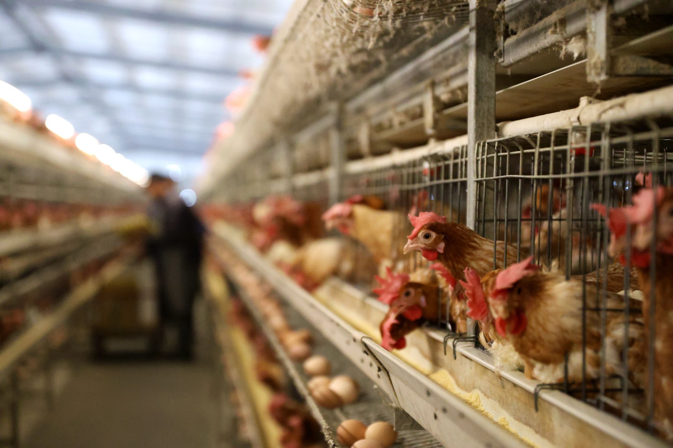 Chicken shortage hits Russia amid surging egg prices despite Putin's ...
