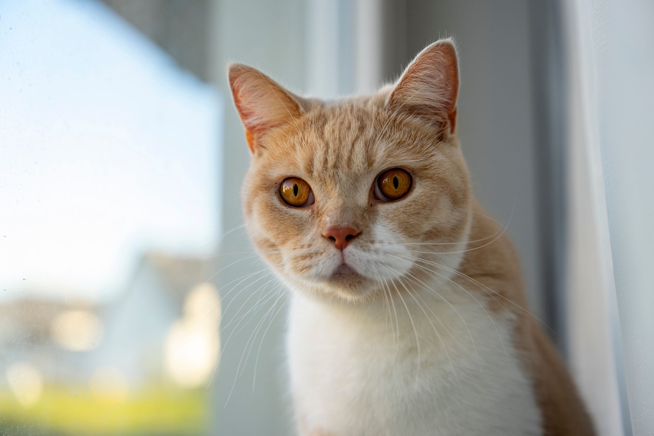 Unraveling the mystery: Why do cats chirp at birds through the window? Unraveling the mystery: Why do cats chirp at birds through the window?