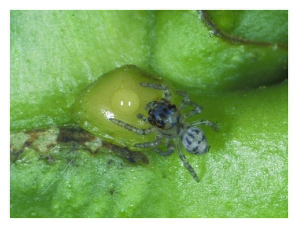 Ludzka krew to dla nich smakołyk. Na szczęście jest jedno "ale"