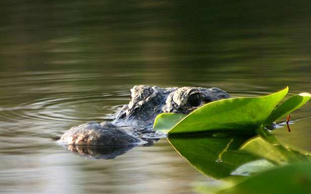 Forfiter skasowany z YouTube'a!