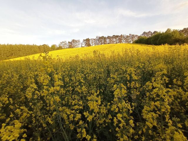 Rzepakowe love w Polsce. Gdzie znajdują się najpiękniejsze pola rzepaku?