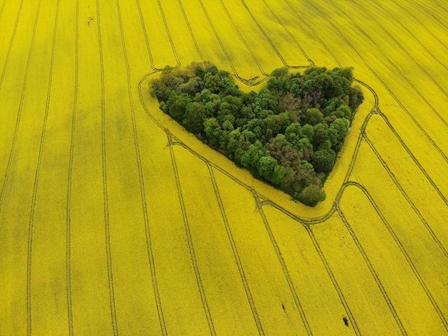 Rzepakowe love w Polsce. Gdzie znajdują się najpiękniejsze pola rzepaku?