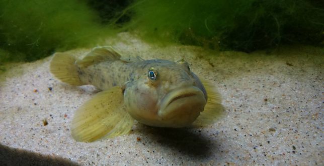 Obcy inwazyjny gatunek ryb na Mazurach. W jeziorach pojawiła się babka ...