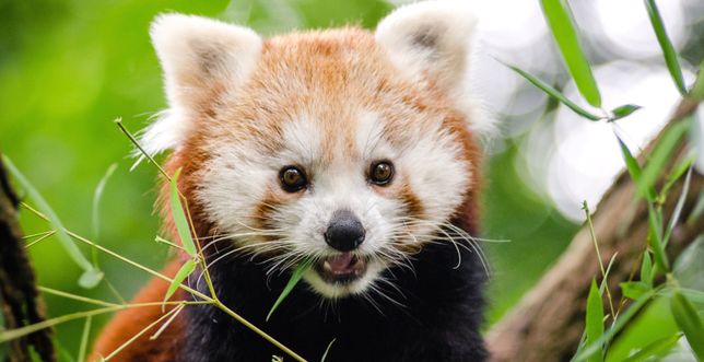 Alert w Belfaście. Panda ruda uciekła z zoo