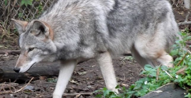 Nowojorczycy w strachu. Hybryda wilka z kojotem terroryzuje miasto