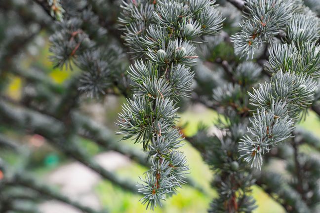 Cedr - gatunki, właściwości i zastosowanie | WP abcZdrowie