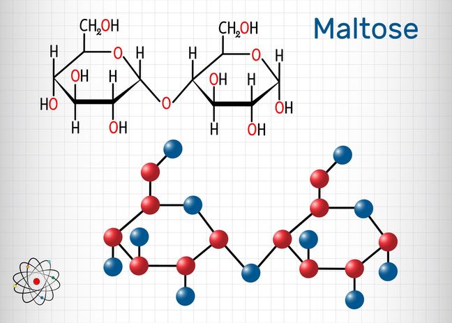 Maltaza - czym jest i jakie spełnia funkcje? Niedobory maltazy, czyli ...