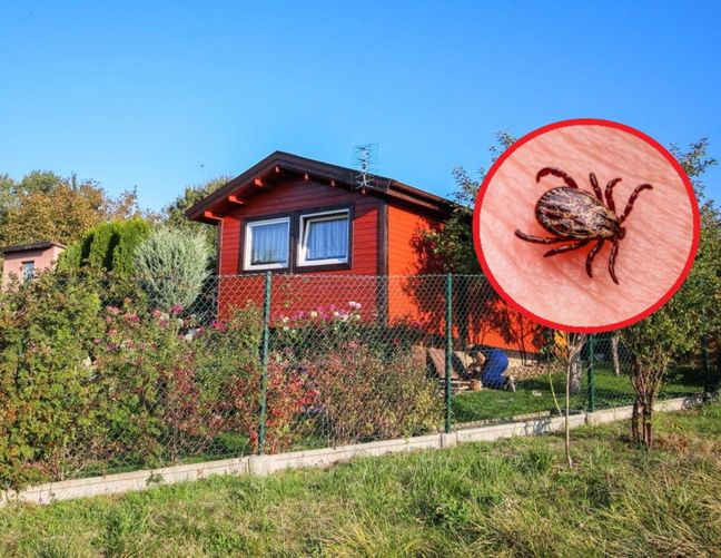 Posadź wokół domu. Naturalna bariera przeciwko kleszczom i komarom | WP ... Posadź wokół domu. Naturalna bariera przeciwko kleszczom i komarom | WP ...