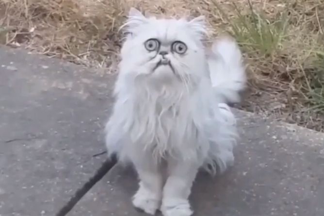 o2 - Serce Internetu