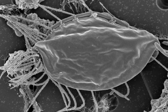 o2 - Serce Internetu