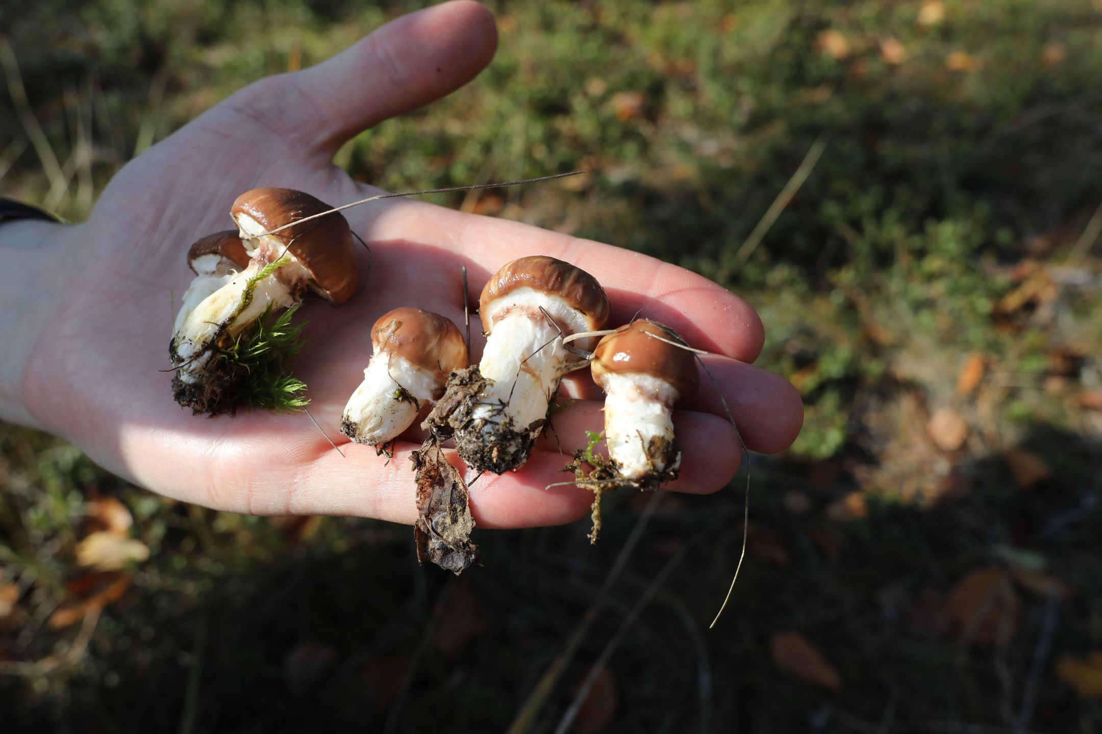 Discover the hidden gem: Mastering slippery jack mushrooms Discover the hidden gem: Mastering slippery jack mushrooms