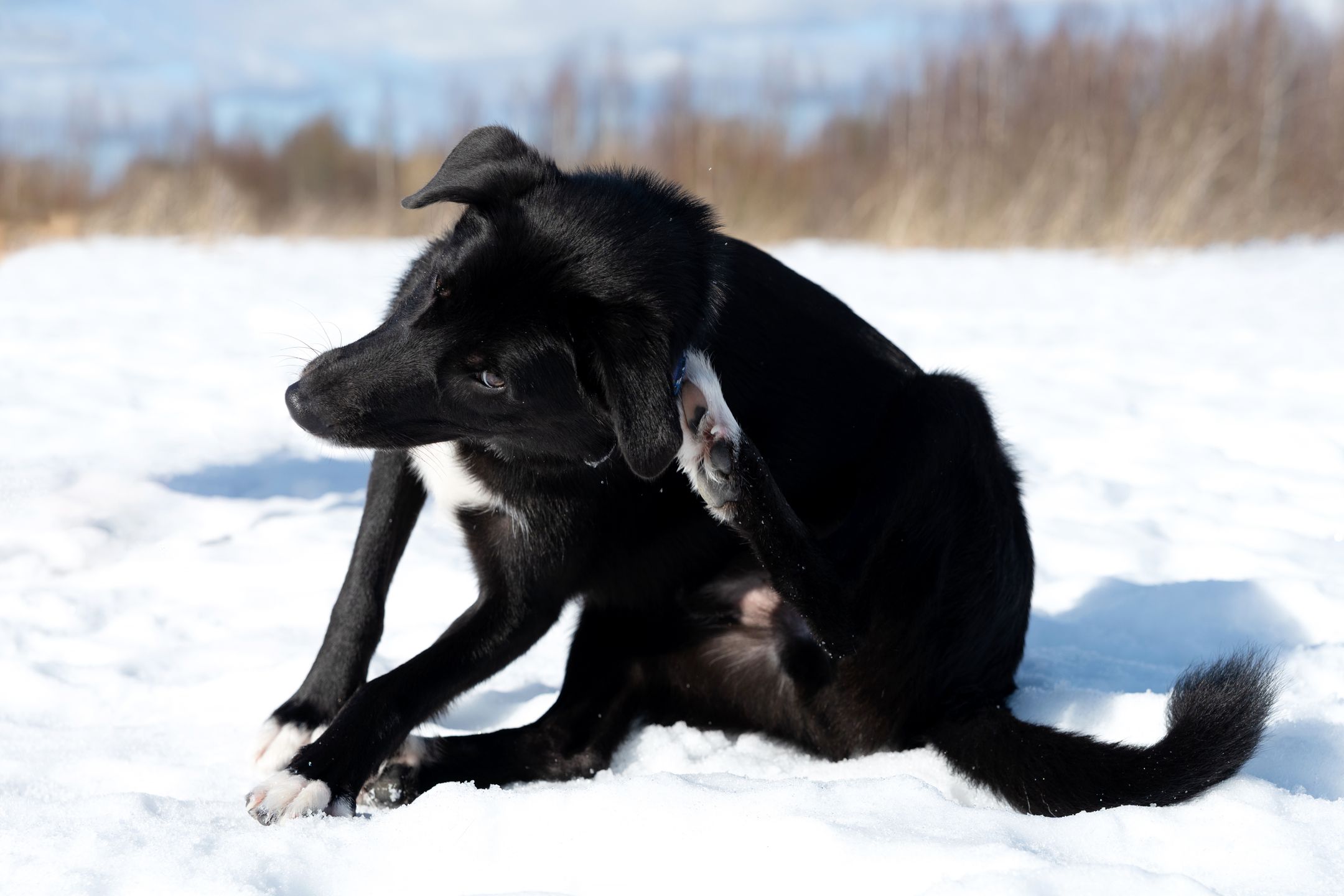 When your dog's itch is more than just a scratch. Detecting and dealing ...