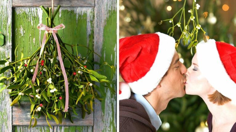 Mistletoe – A Popular Christmas Decoration With Superpowers That Only a ...
