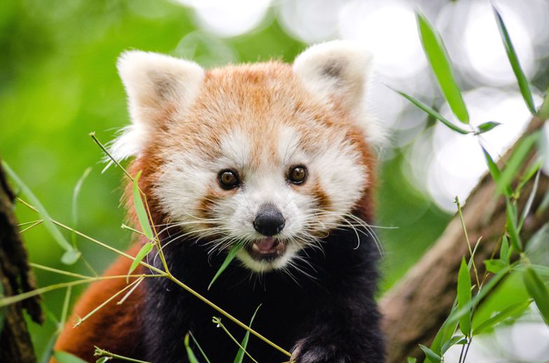 Alert w Belfaście. Panda ruda uciekła z zoo - o2 - Serce Internetu