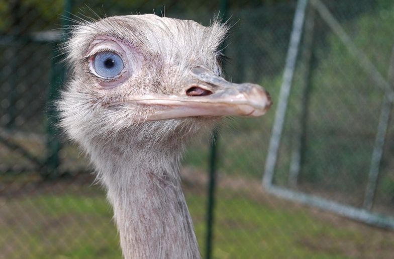 Chcieli uratować zwierzęta, ale zginął przez nich struś - o2 - Serce ...