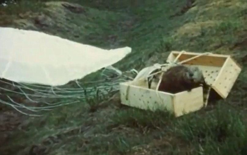 Beavers on parachutes: Idaho's wild relocation project revealed