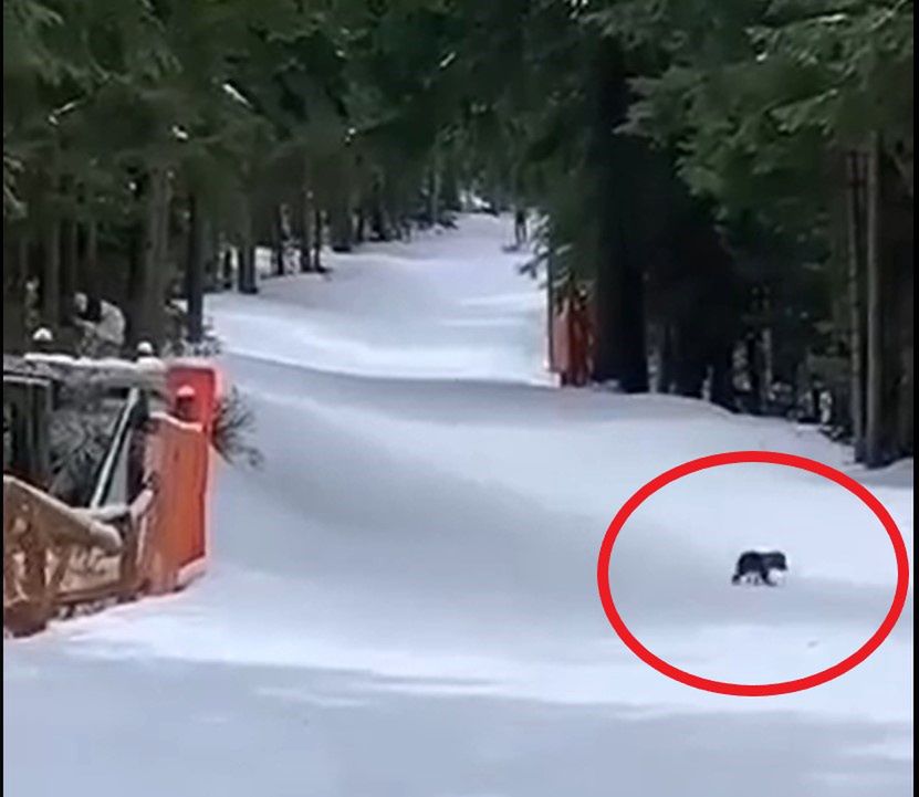 Historią tego niedźwiedzia żyła cała Polska. Znany jest los malca