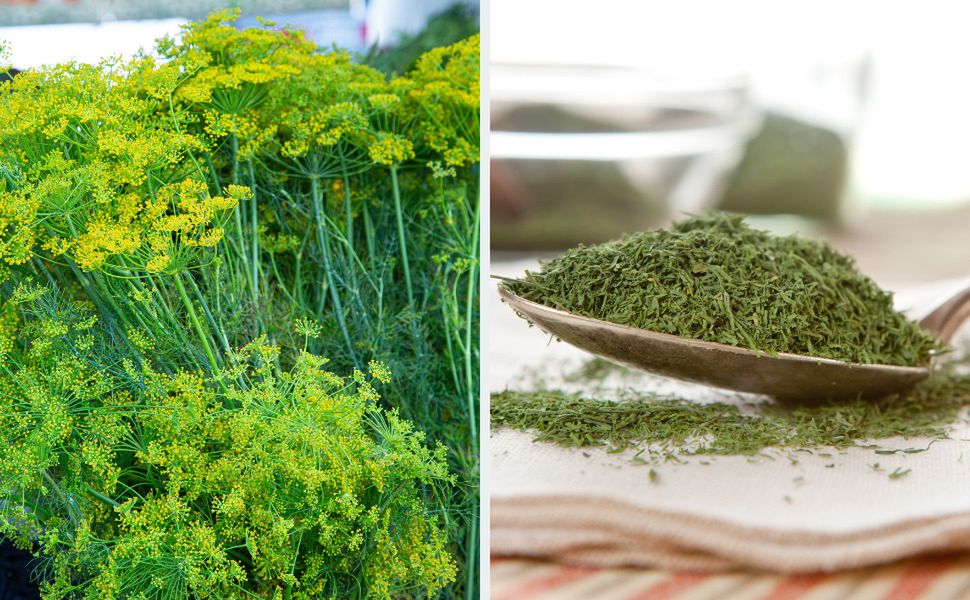 Do kiszenia ogórków lepiej użyć świeży czy suszony koper? Wielu ...