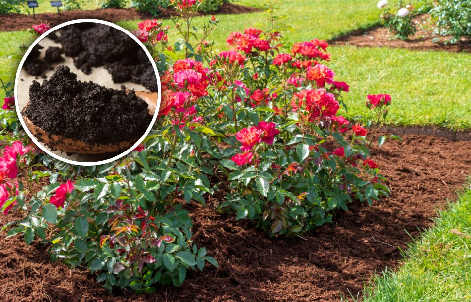 Spring rose care: Expert tips for lush blooms all season