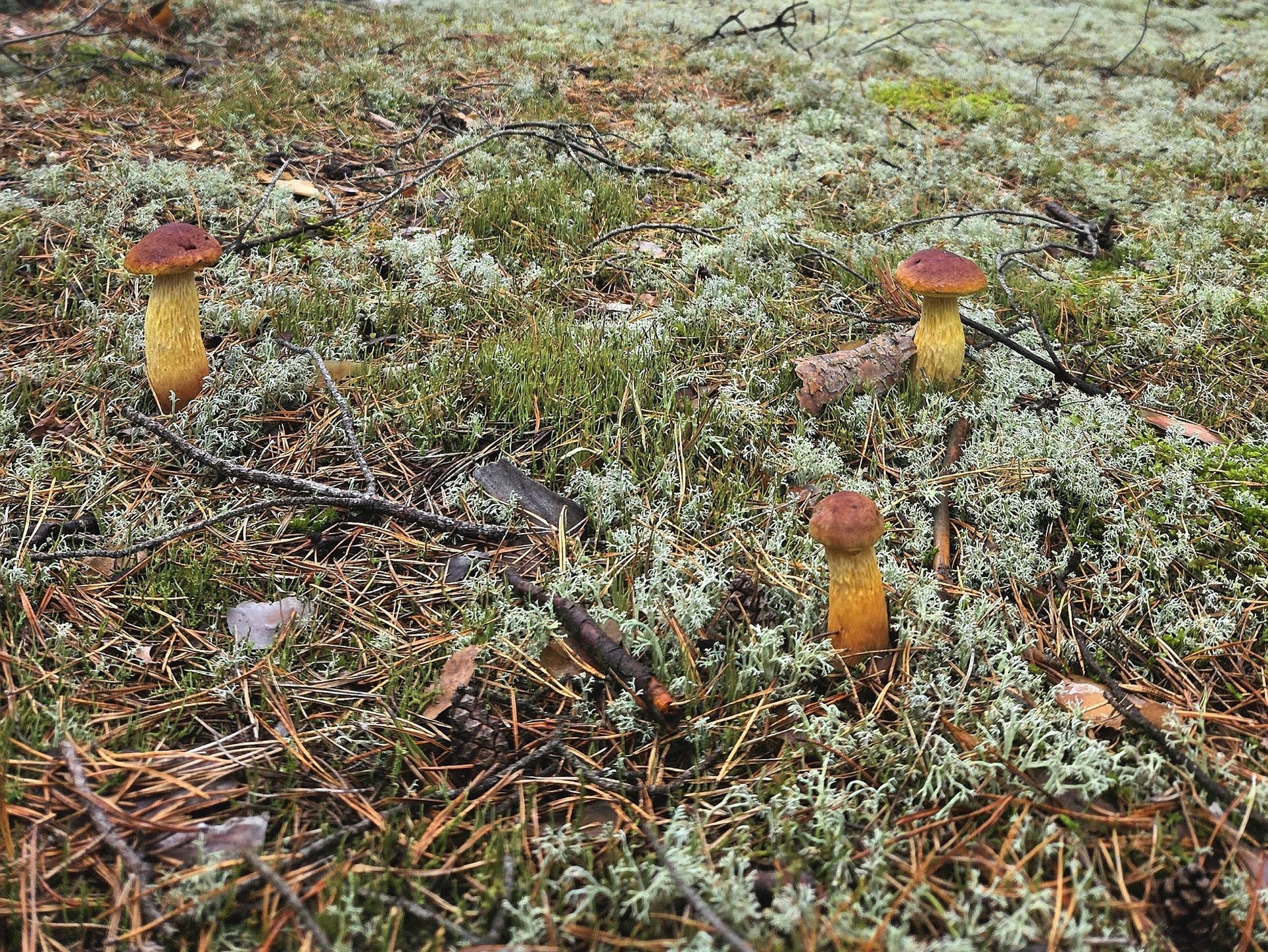 Poszłam na grzyby w Borach Tucholskich. Nawet lokalni zbieracze ...